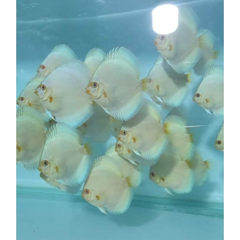 Jual ikan discus blue diamond 3 inch & 4 inch | Shopee Indonesia