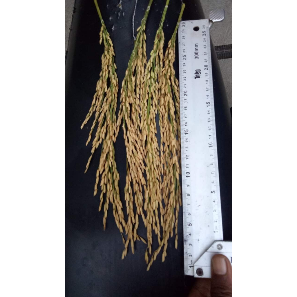 Jual Benih Padi Ciputri Ciherang Malai Panjang 5Kg 100% Asli ~ Bibit Padi Unggul Anakan Banyak ...