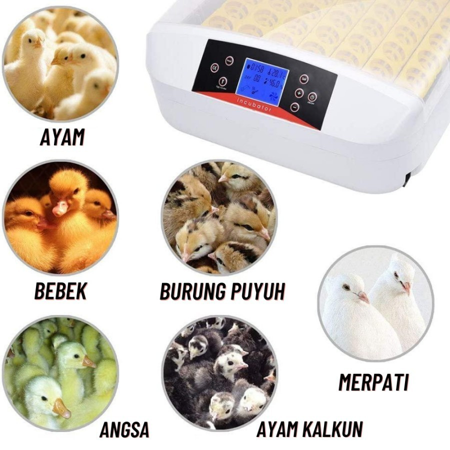 Jual Inkubator incubator mesin tetas penetas telur burung ayam otomatis ...