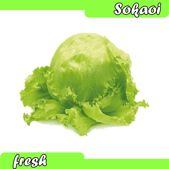 Jual SELADA BULAT SELADA SEGAR | Shopee Indonesia