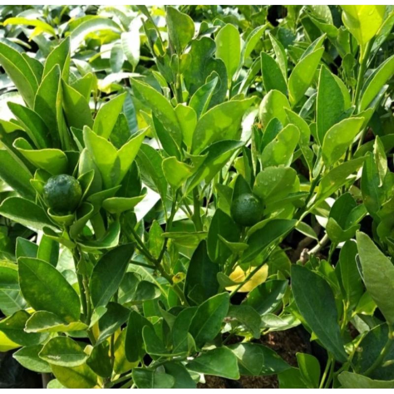 Jual Tanaman jeruk kasturi/ Monde berbuah tinggi 1 meter | Shopee Indonesia