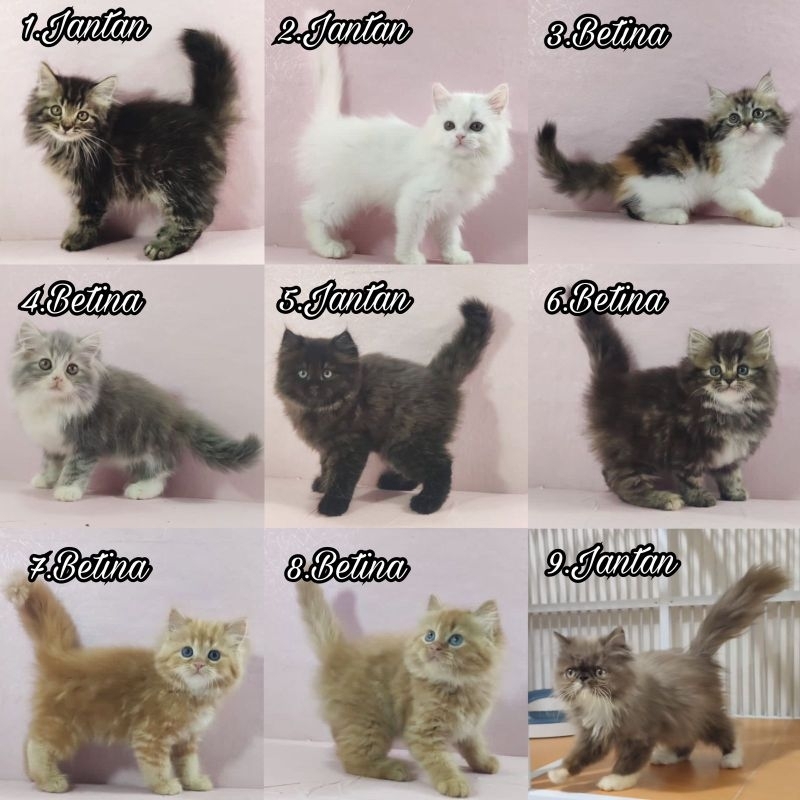 Jual kucing kitten ras persia longhair live | Shopee Indonesia