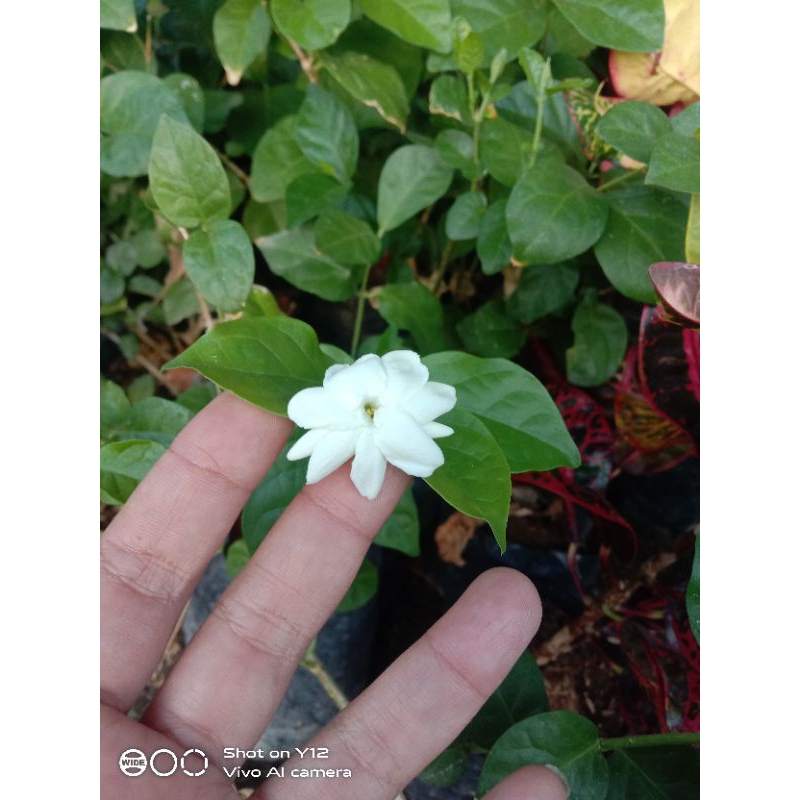 Jual melati bali | Shopee Indonesia