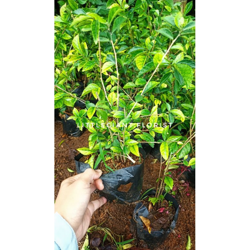 Jual Bibit Tanaman Pagar Hias Teh-Tehan/ Tetean/ Tanaman Pagar Taman ...