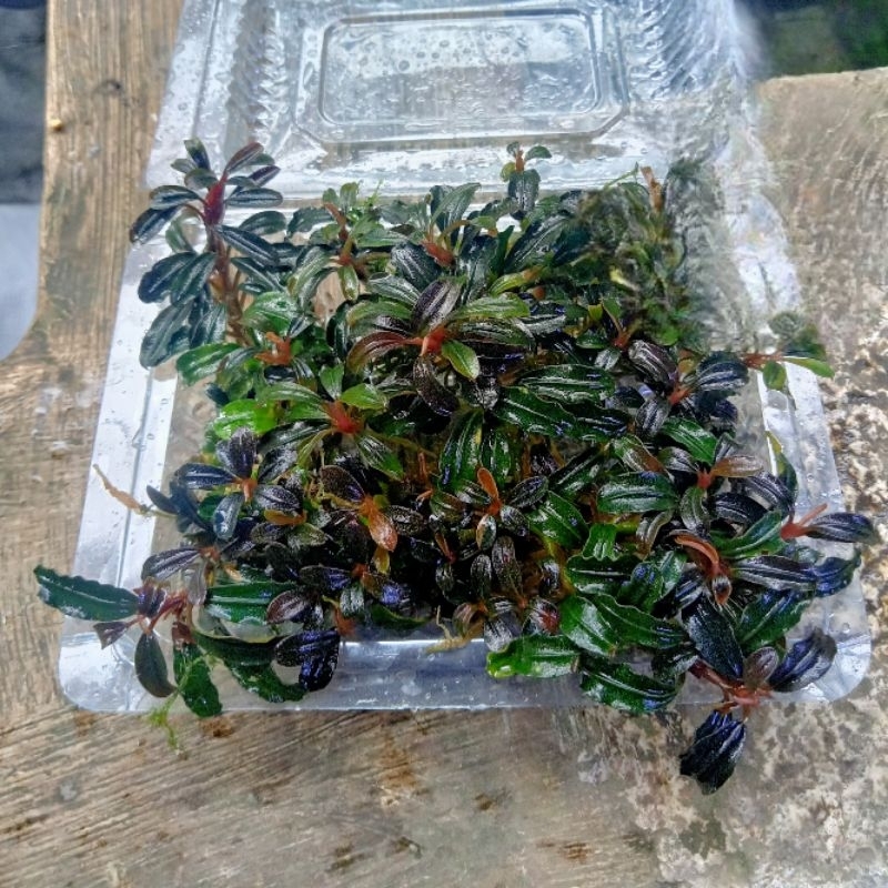 Jual Tanaman Aquascape Bucephalandra Miniphantom Porsi Mika | Shopee ...