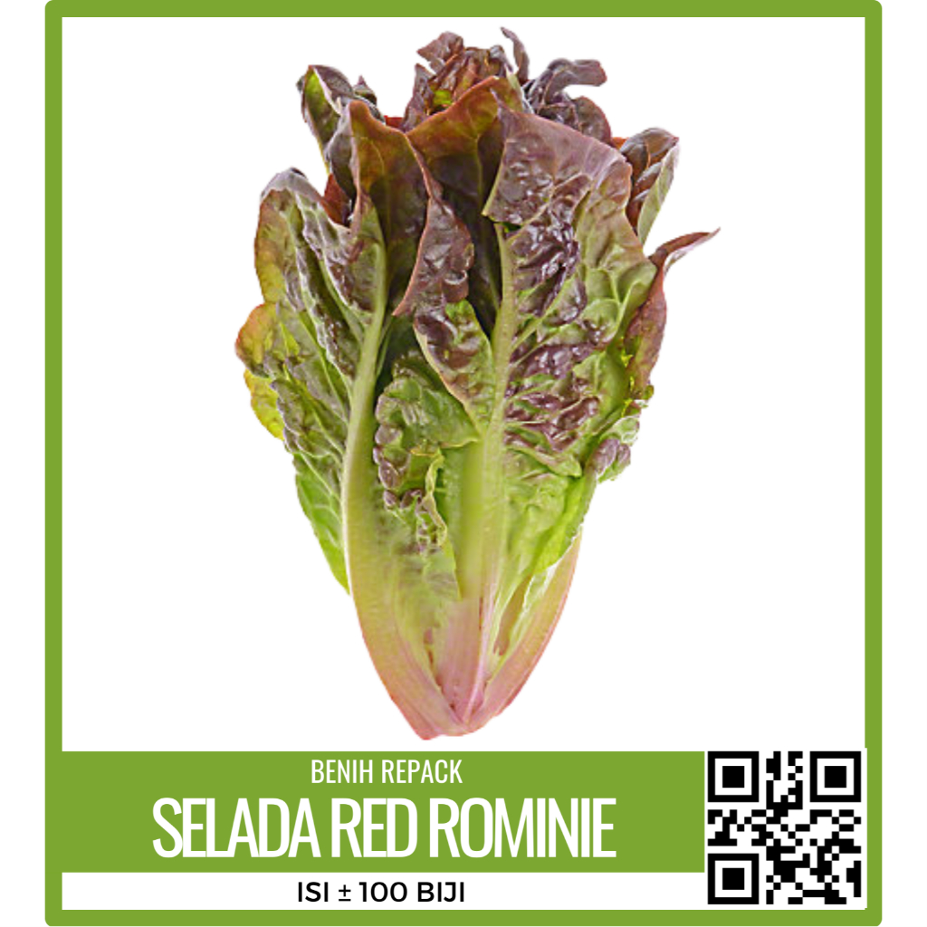 Jual BENIH BIBIT SELADA MERAH RED ROMAINE F1 KEMASAN REPACK ECERAN SAYURAN SELADA | Shopee Indonesia