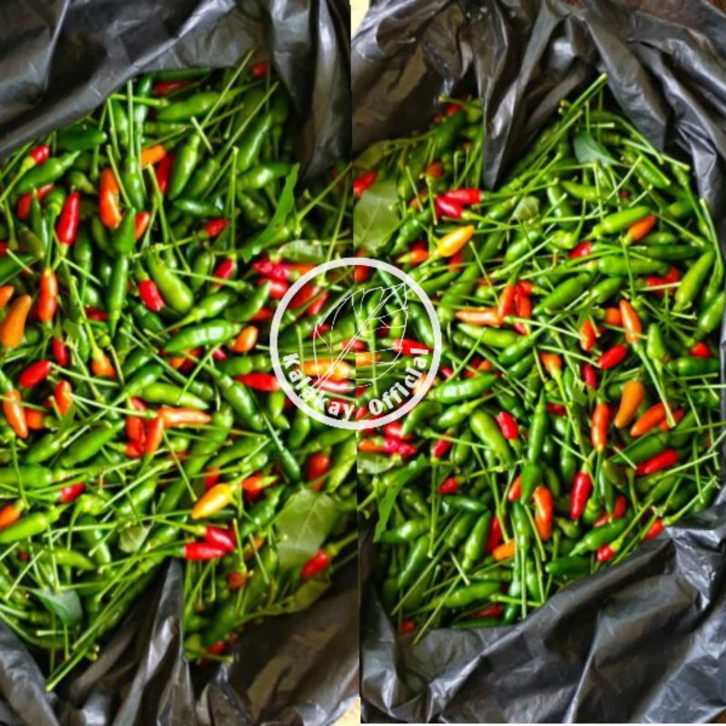 Jual Cabe Rawit / Cabai Rawit Segar Super Pedas / Cabe Pegunungan Asli ...