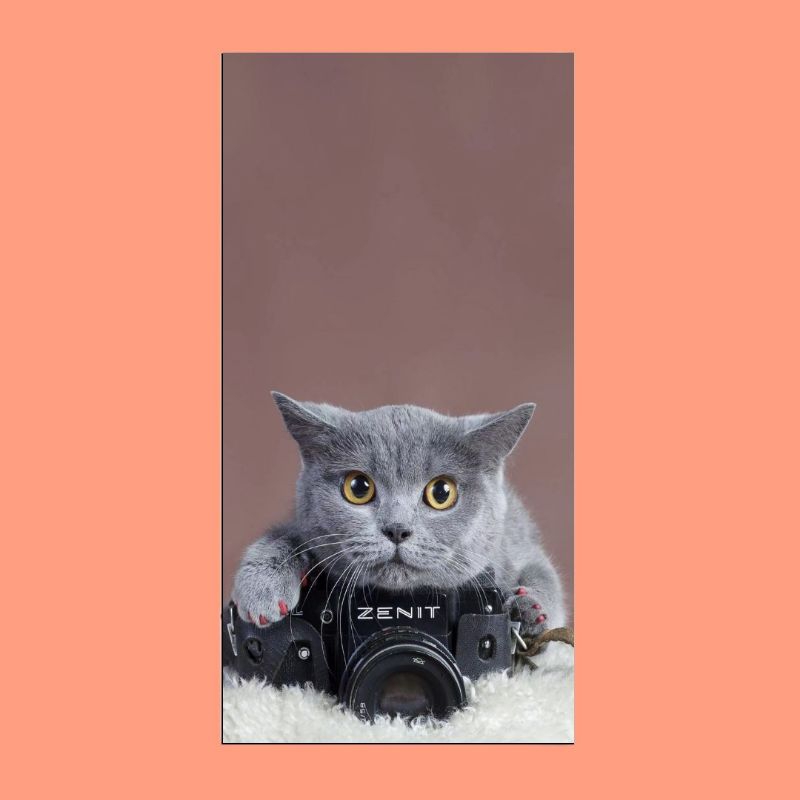 Jual hiasan dinding poster kucing aesthetic | Shopee Indonesia