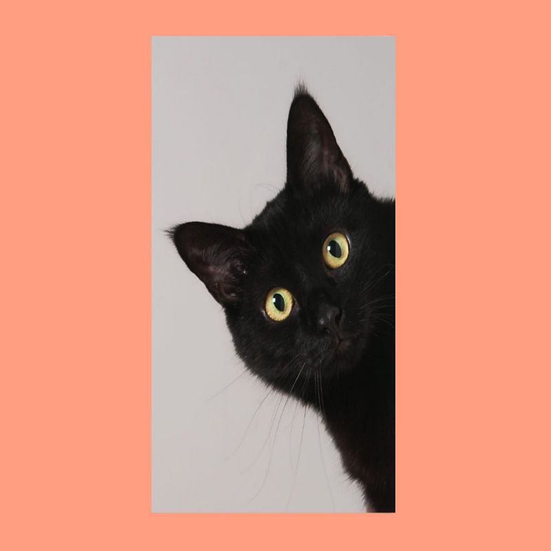 Jual hiasan dinding poster kucing aesthetic | Shopee Indonesia
