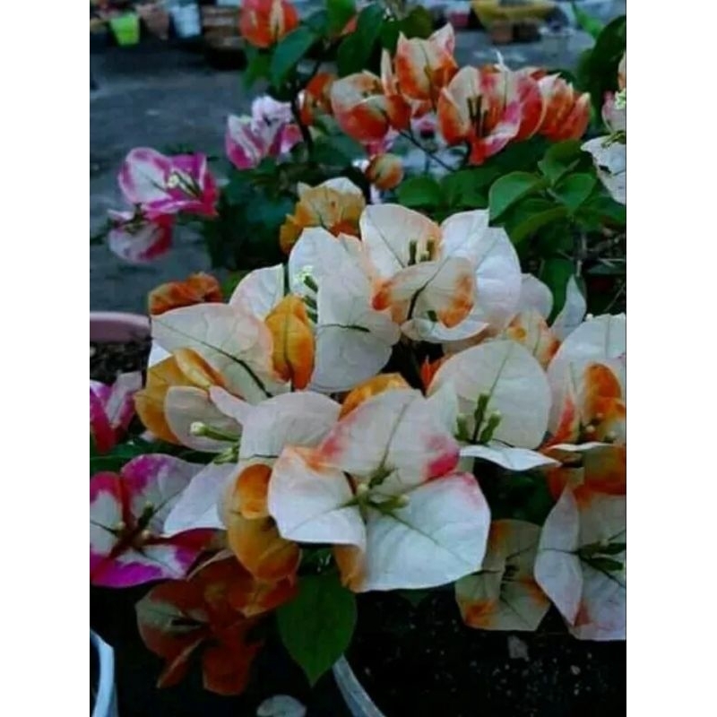 Jual MURAH BANGET Bibit Bougenville Chitra Mounduring ID TERBARU ...