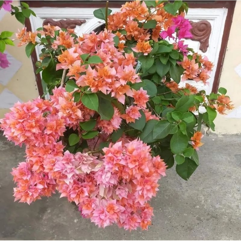 Jual Tanaman hias bugenvil / Bunga Bougenville / Hawai oranye | Shopee ...