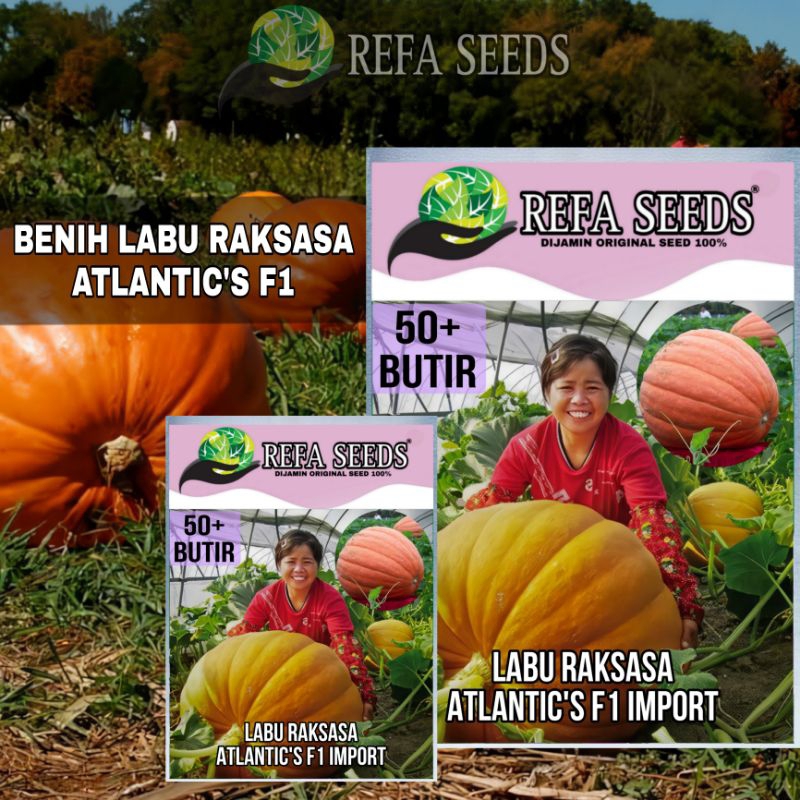 Jual Isi 50 Butir Benih Labu Raksasa Jumbo Pumpkin Original / Benih ...