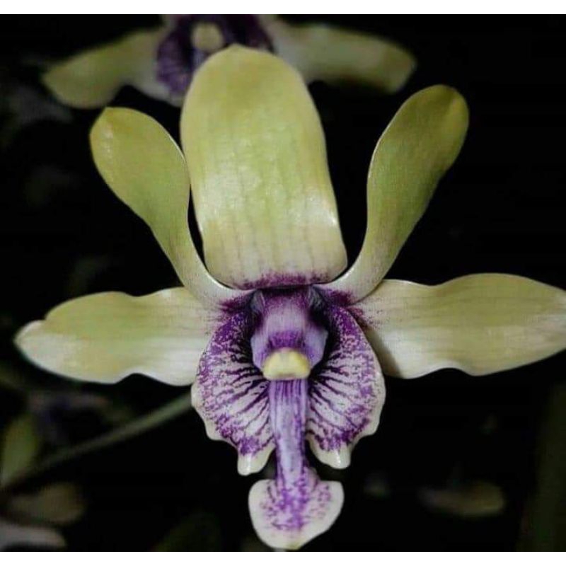 Jual Anggrek Spesies Besi Papua Dendrobium violaceoflavens Seedling ...