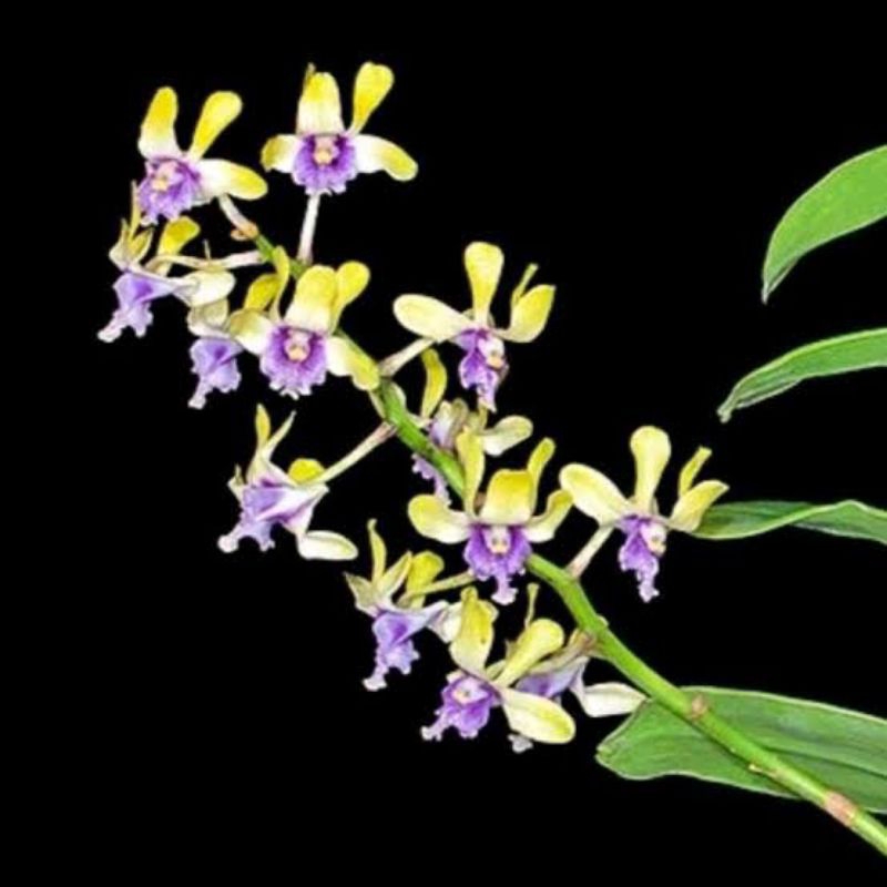 Jual Anggrek Spesies Besi Papua Dendrobium violaceoflavens Seedling ...