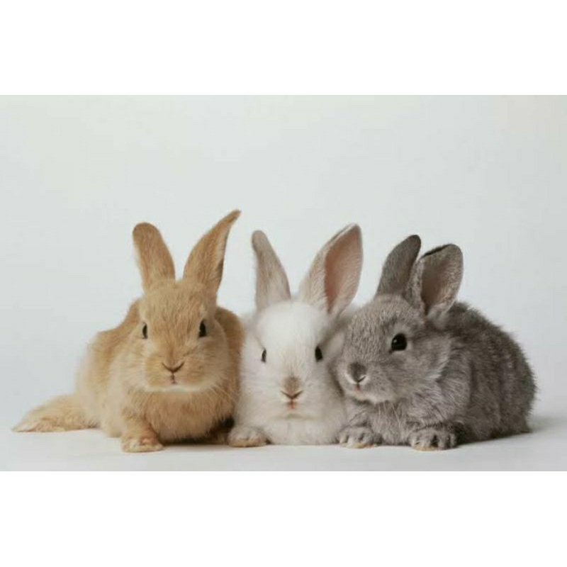 Jual Jual Kelinci Klinci Kalenci Rabbit Lokal Hias lucu kuping panjang ...
