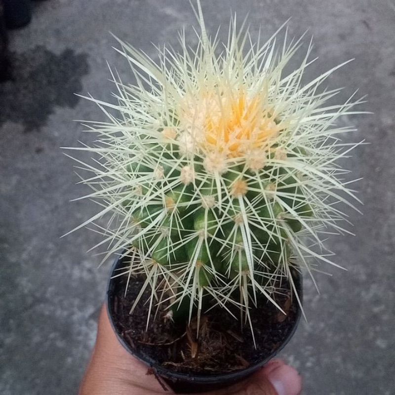Jual Kaktus Golden Barrel Grafting | Shopee Indonesia