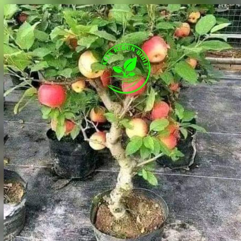 Jual Bibit Apel Fuji Berkualitas | Shopee Indonesia