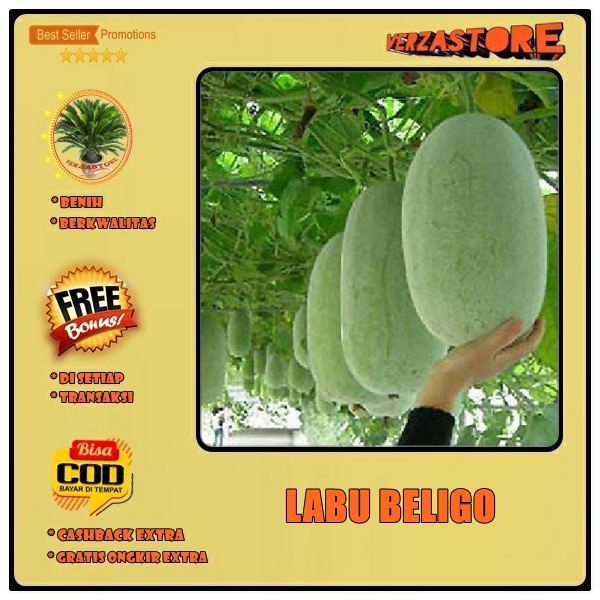 Jual Biji Benih Labu Beligo Baligo Bligo /10 Biji | Shopee Indonesia