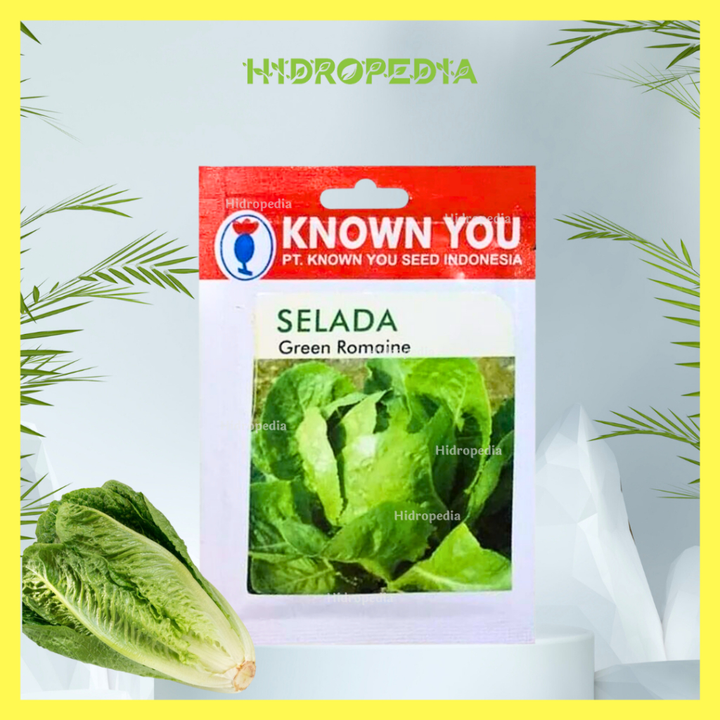 Jual Benih Selada Lettuce GREEN ROMAINE (5 gr) Known You Seed Berkualitas Hidropedia | Shopee ...