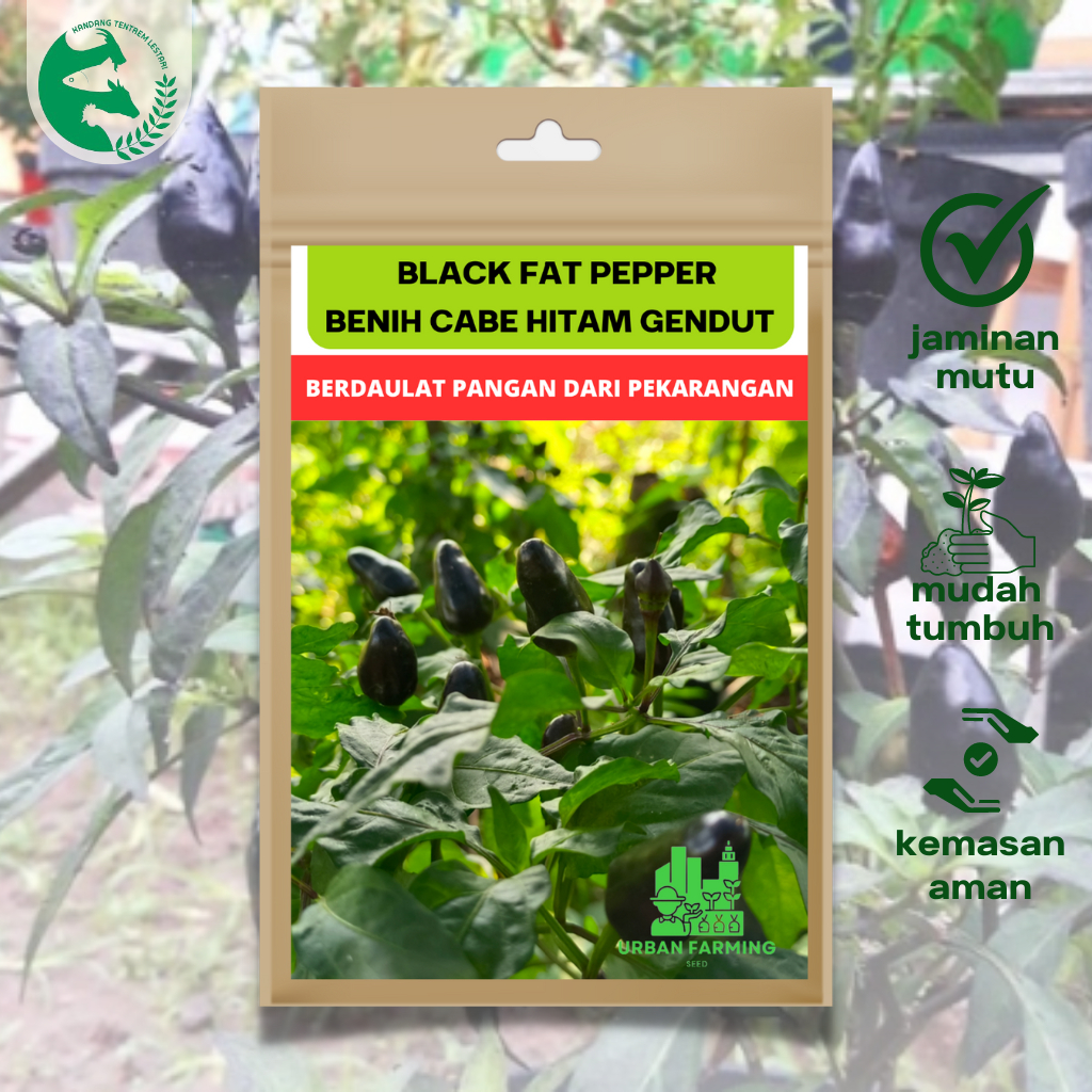 Jual 30 Benih Cabai BLACK FAT PEPPER Urban Farming Cabe Hitam Hias ...