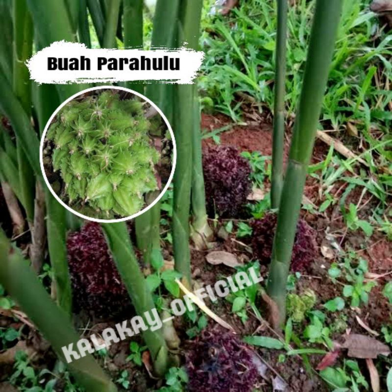 Jual Bibit Parahulu / Rambutan Tanah, Bibit Tanaman Hangasa / Renggasa ...