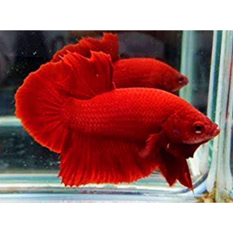 Jual pk super red cewek dan cowok size M | Shopee Indonesia