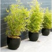 Jual Elegansi Mini: Tanaman Hias Bambu Kuning Mini untuk Interior yang ...