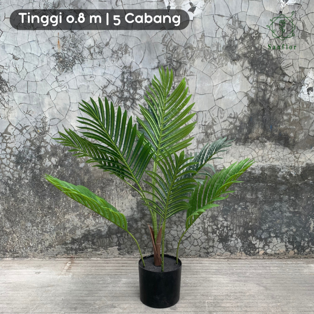 Jual POHON PALM PHOENIX UKURAN 0.8 METER/ PALEM SIKAS/ TANAMAN HIAS ...