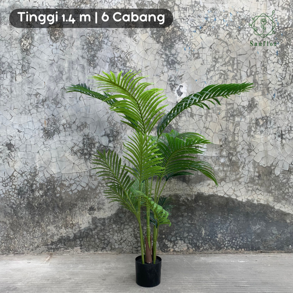 Jual POHON PALM PHOENIX UKURAN 1.4 METER/ PALEM SIKAS/ TANAMAN HIAS ...