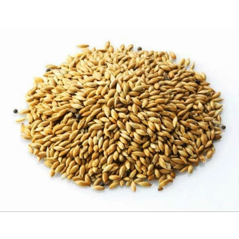 Jual Benih Rumput B.decumbens sememBras - Biji Rumput Signal Grass 25kg ...