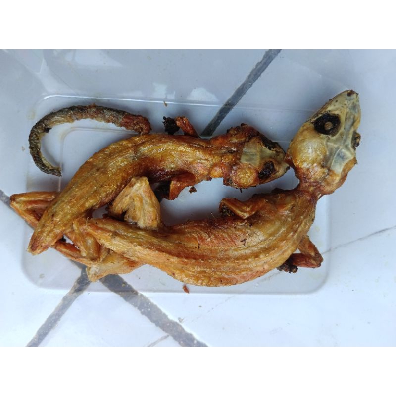 Jual Daging Tokek - tokek Goreng Segar | Shopee Indonesia