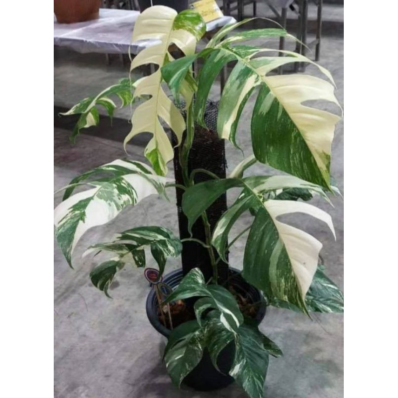 Jual Tanaman Hias Monstera Varigata Marble/Epipremnum Variegata ...