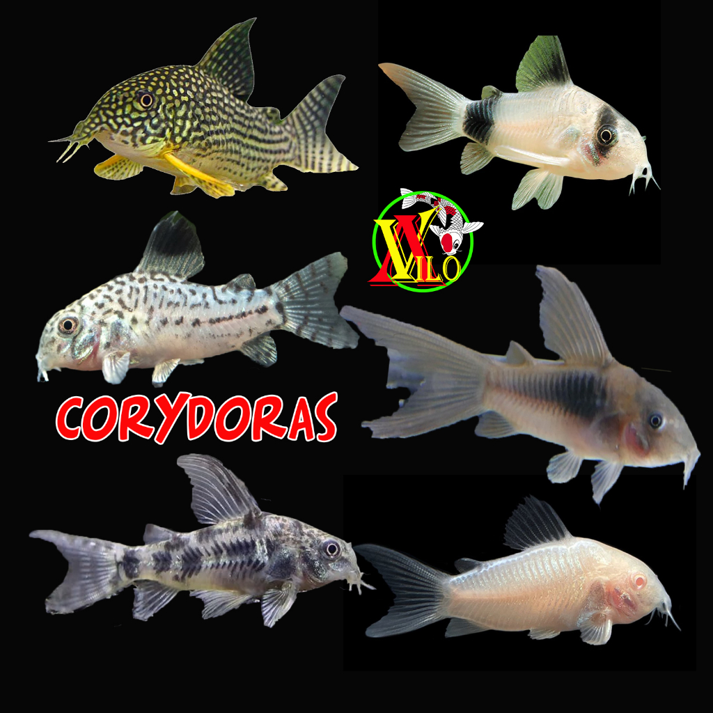 Jual paket 10 ekor ikan hias corydoras size besar catfish dasar ...