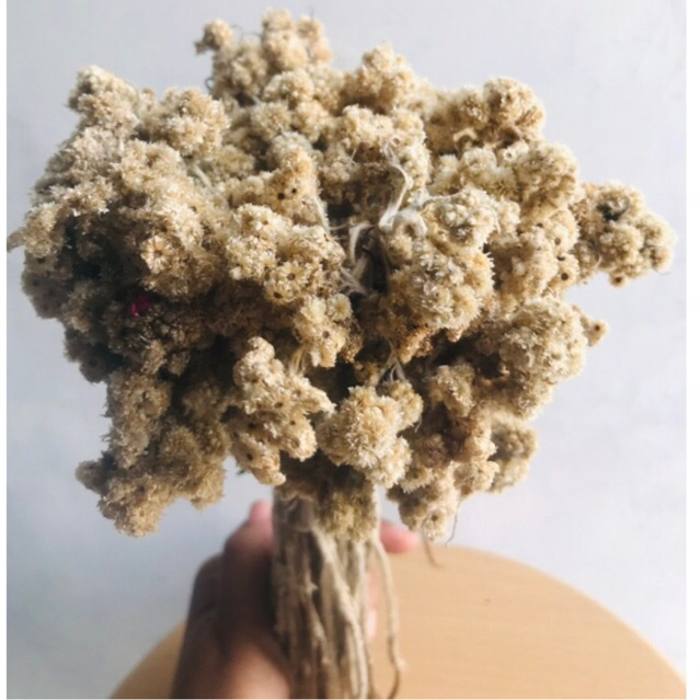 Jual Bunga Kering Edelweiss Merapi / Edelweis Dried Flower | Shopee ...