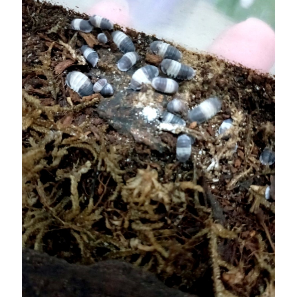 Jual Isopoda Isopod Panda King Isopod Panda King Juve Adult | Shopee ...