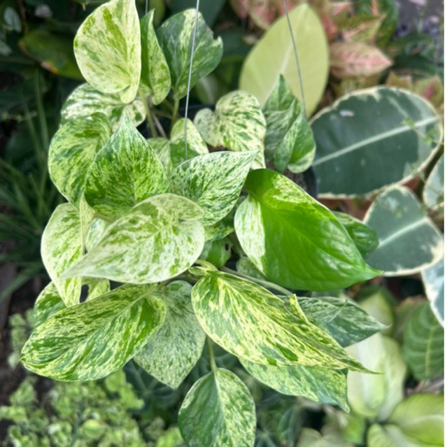 Jual TANAMAN GANTUNG SIRIH GADING PUTIH/ SIRIH GADING / TANAMAN RAMBAT ...