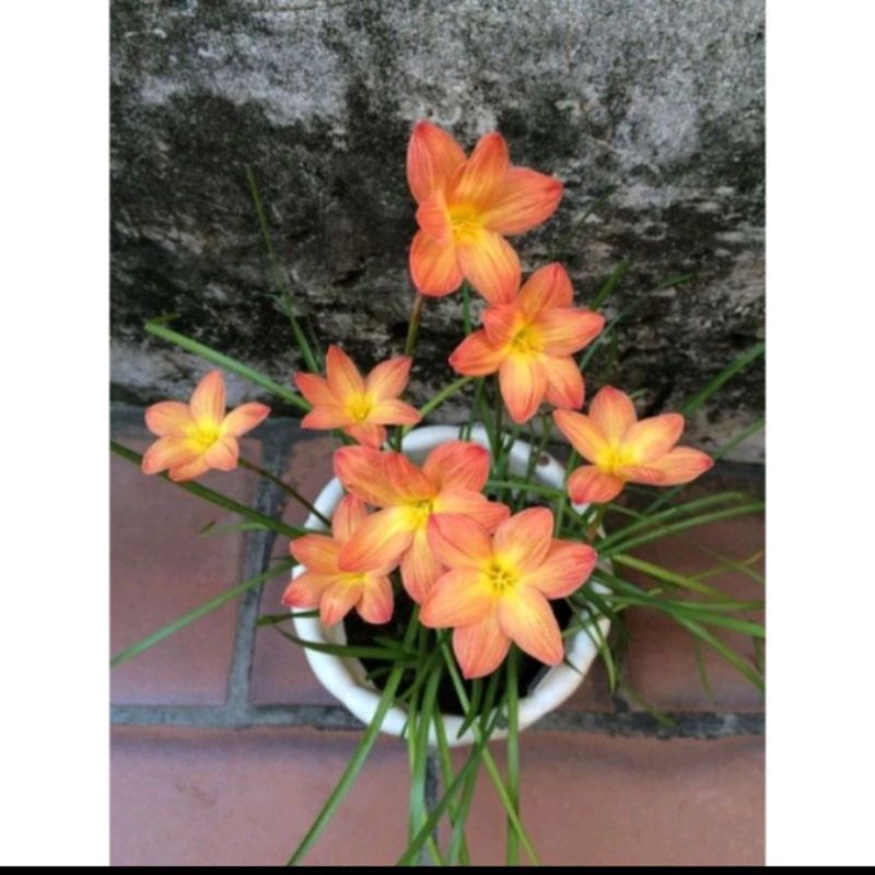 Jual PROMO 9.9!!TANAMAN HIAS LILY PARIS BUNGA MAWAR//LILY HUJAN ...