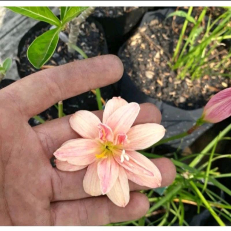 Jual PROMO 9.9!!TANAMAN HIAS LILY PARIS BUNGA MAWAR//LILY HUJAN ...