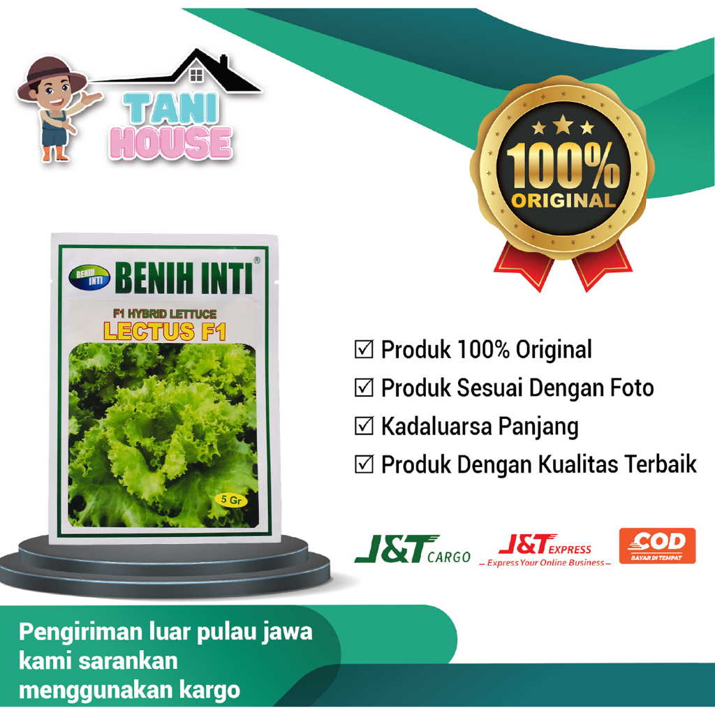 Jual Benih Bibit Selada Keriting Hibrida LECTUS F1 5Gram Benih Inti ...