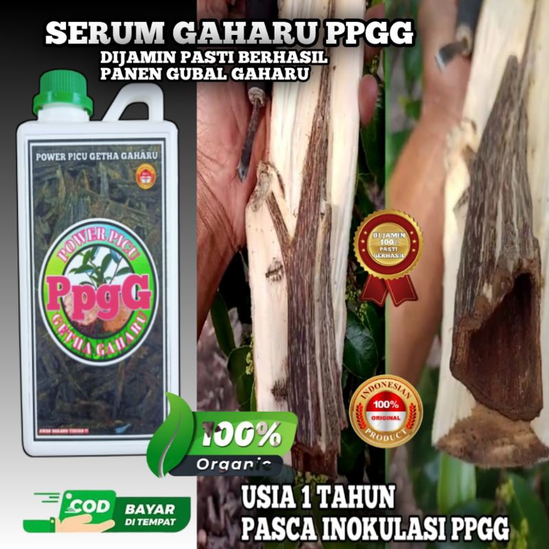 Jual PPGG 1 L inokulan gaharu terbukti membuat gubal gaharu | Shopee ...