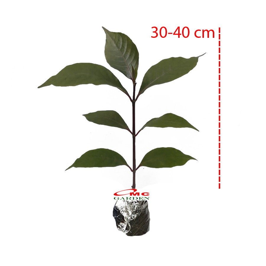 Jual Handelem Handeleum Handeuleum Daun Ungu Bibit Tanaman Hias 3040 ...