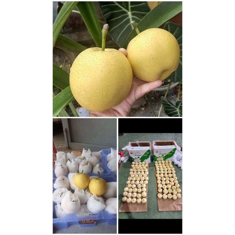 Jual buah pir madu | Shopee Indonesia