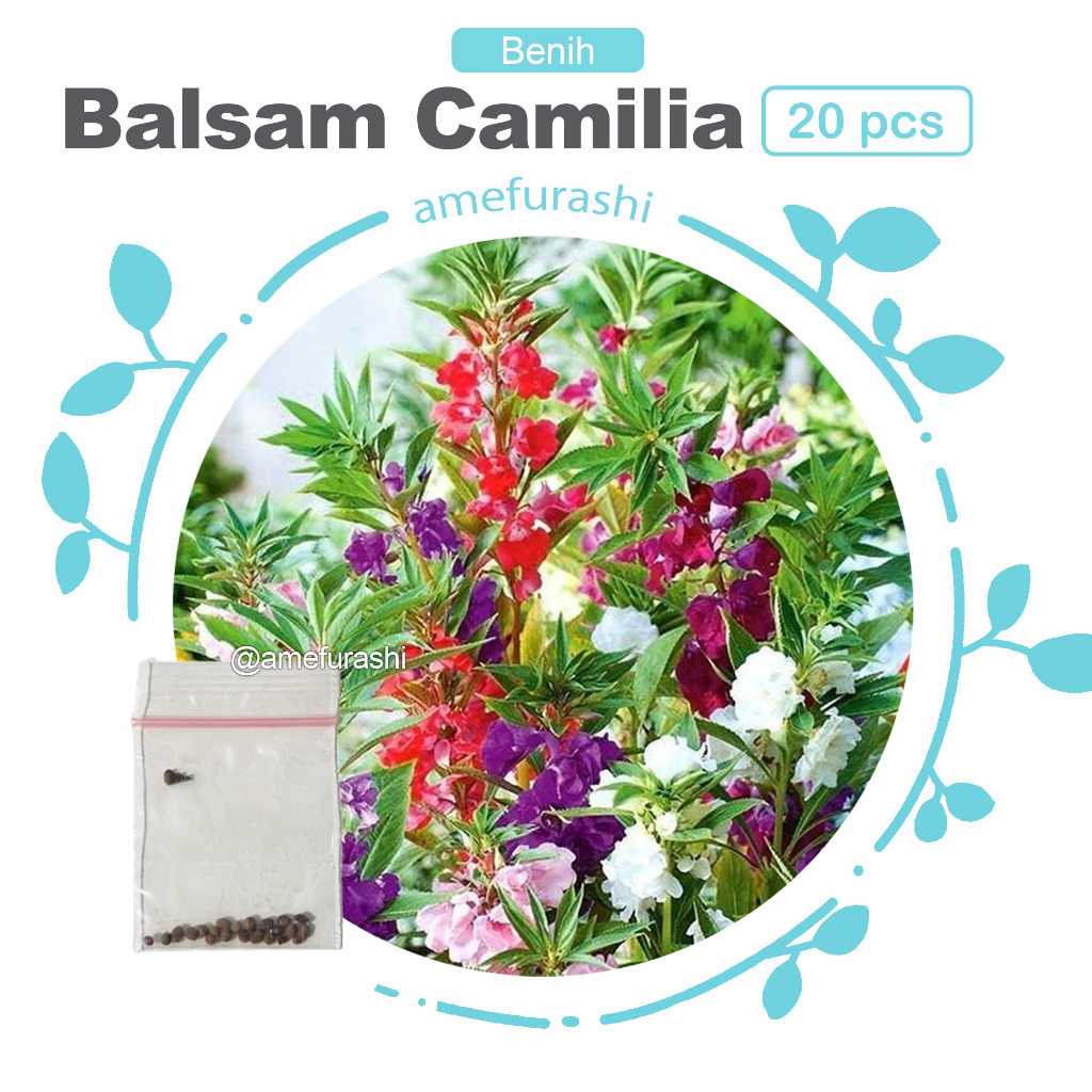 Jual Amefurashi 20 Benih Bibit Biji Bunga Balsam Camilia Flowered Mix ...