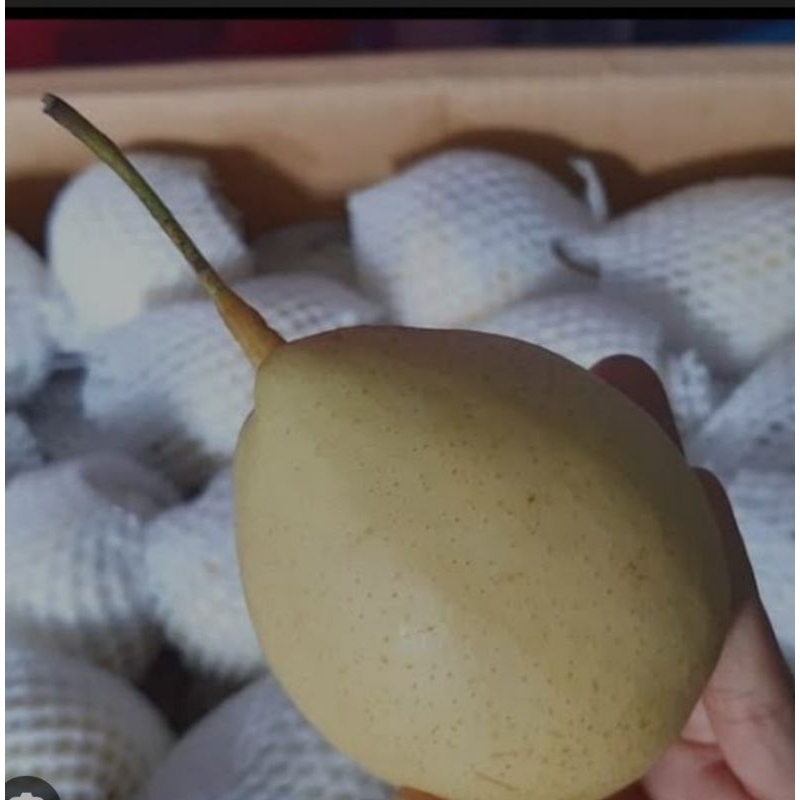 Jual Pear Yalie Pir Yali Manis 1 Kg | Shopee Indonesia