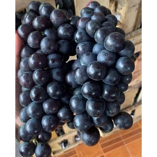 Jual Anggur 1 Kg Terlengkap & Harga Terbaru Agustus 2024 | Shopee Indonesia