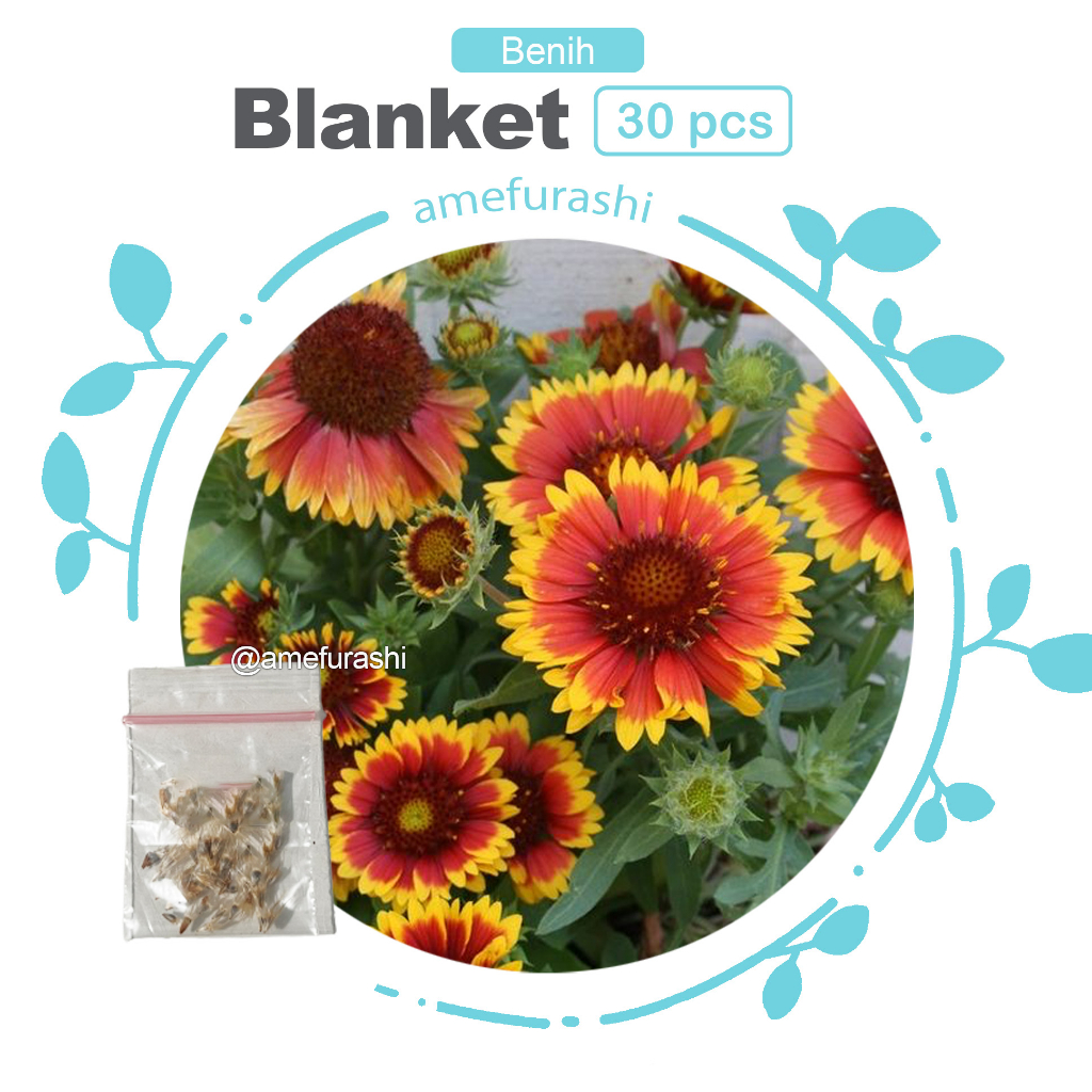 Jual Amefurashi 30 Benih Bibit Biji Bunga Blanket Flower Gaillardia ...