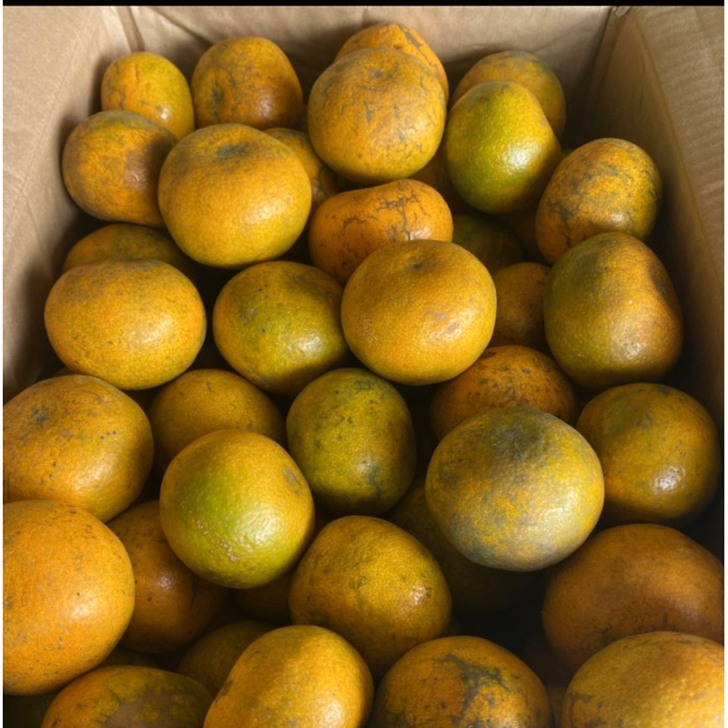 Jual buah jeruk Medan manis super/Besar 1 dus 10 kg dan 20 kg buah ...