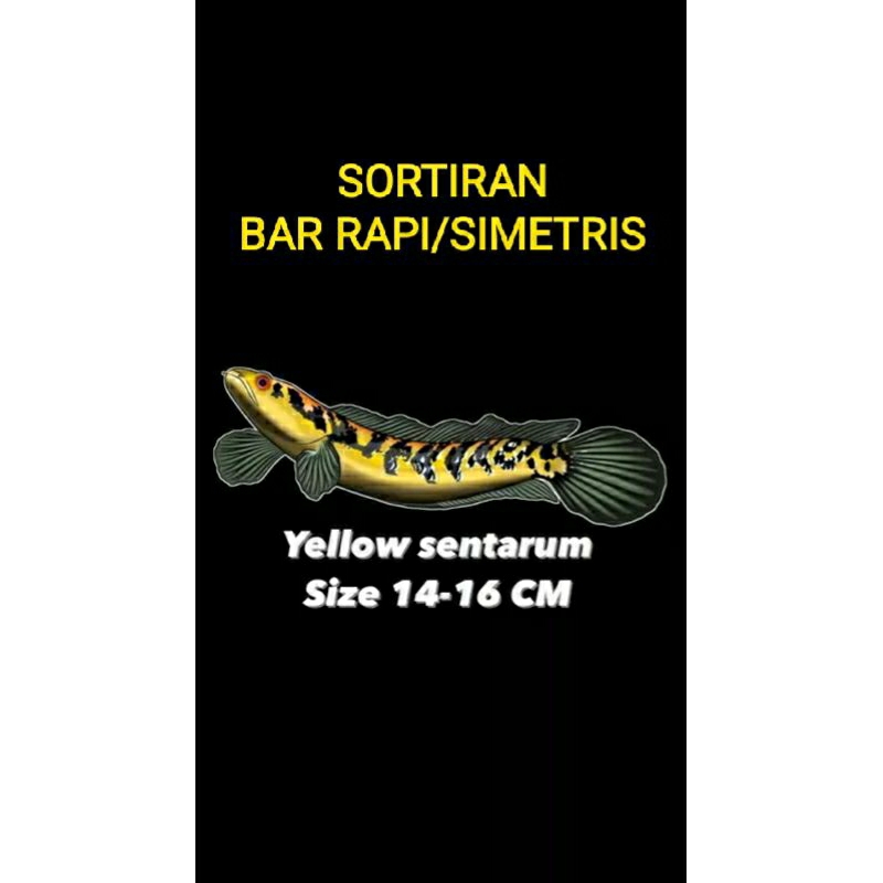 Jual Maru ys/yellow sentarum bahan simet bar rapi 14-16cm ( SORTIRAN ...