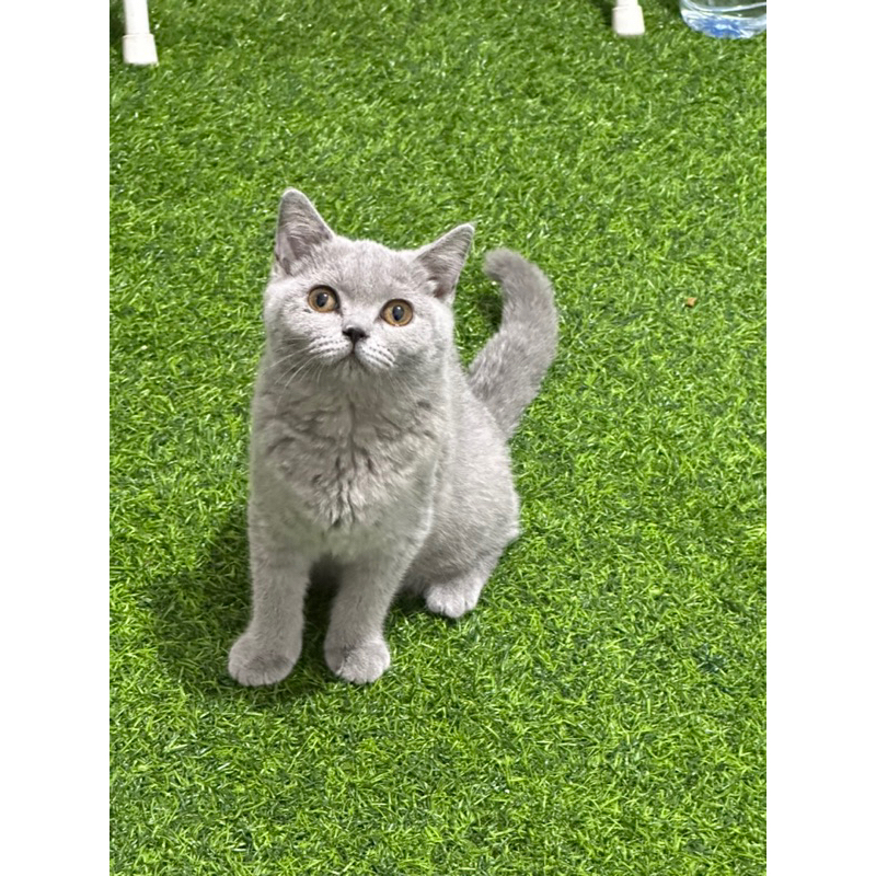 Jual Kucing british shorthair bsh british short hair | Shopee Indonesia