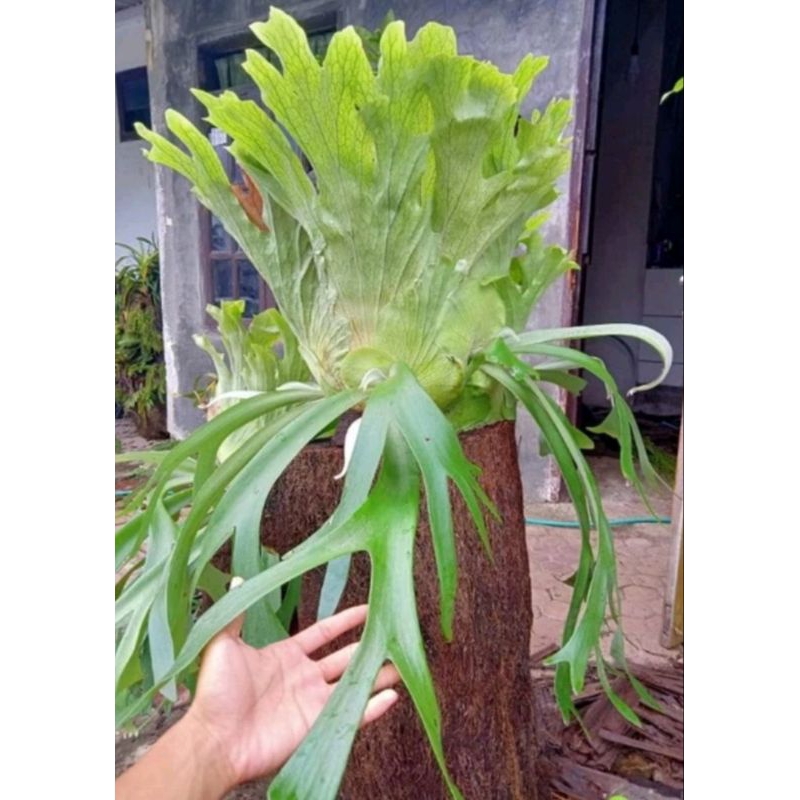 Jual Tanaman Hias Tanduk Rusa Medium/ Platycerium Willinckii Tanduk ...